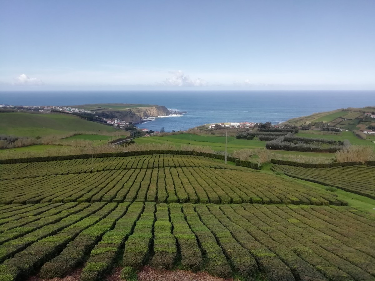 Exploring The Azores on a budget – The Exploring Cat. Weird museums ...